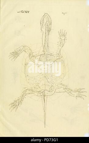 Anatome testudinis Europaeae (ad Tab XVI) BHL3271475 Stock Photo - Alamy