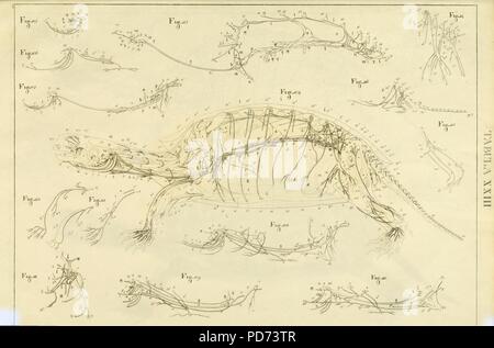 Anatome testudinis Europaeae (Tabula XXIII) BHL2969641 Stock Photo - Alamy