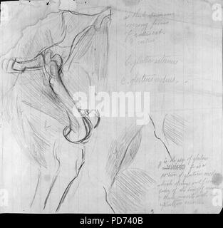 7 Anatomical drawing G130 Stock Photo - Alamy