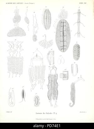 Anatomie, physiologie et histoire naturelle des galéodes (Pl. 2 Stock ...