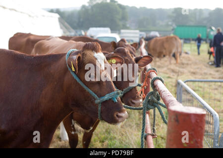 Frome Cheese Show 2006 - brown cattle Stock Photo - Alamy