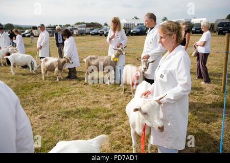 Frome Cheese Show 2006 - white bull exhibitors in marquee Stock Photo ...