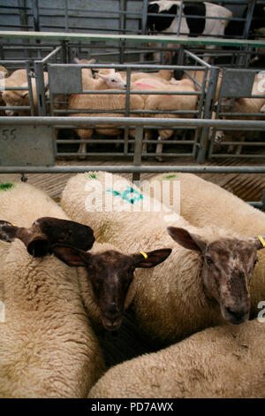 Sheep at Frome livestock market Stock Photo - Alamy