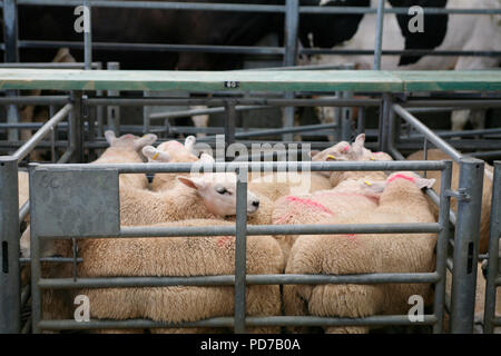 Sheep at Frome livestock market Stock Photo - Alamy