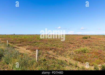 Landscape, heath, summer; Læsø, Denmark Stock Photo - Alamy