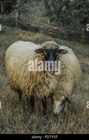 old Serbian breed of domestic black pigs in natural breeding Stock ...