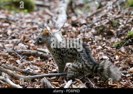 Genet - Genetta genetta - France Genette d'Europe Stock Photo - Alamy