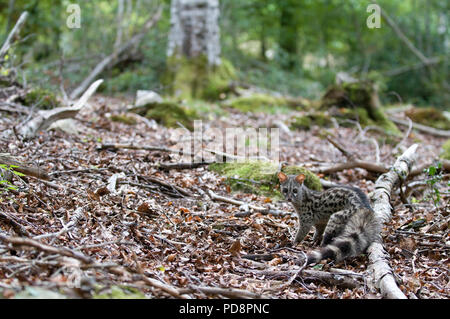 Genet - Genetta genetta - France Genette d'Europe Stock Photo - Alamy