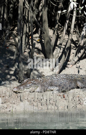 A large male Estuarine Crocodile (Crocodylus porosus) on the banks of the Daintree River in ...