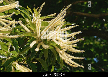Blooming Sweet Chestnut tree (Castanea sativa). Location: Male Stock ...