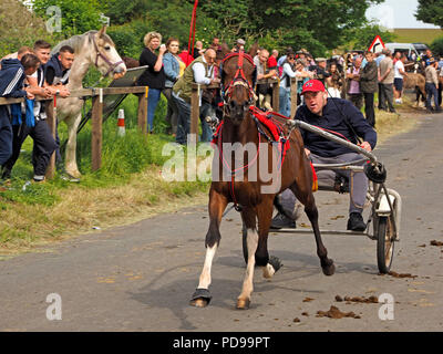 Horse and trap racing up Fair Hill at the annual Appleby Horse Fair ...