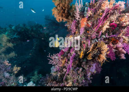 The artificial fish reef point covered with colorful soft coral. -20m ...