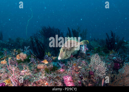 Thread-sail filefish ( Stephanolepis cirrhifer) in Japan Stock Photo ...
