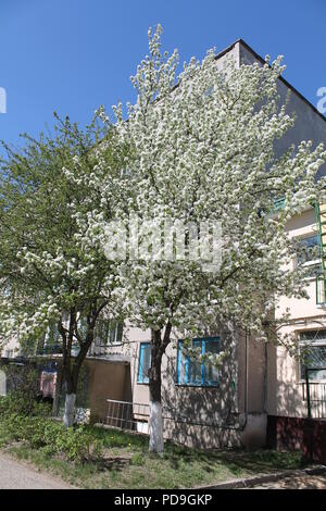 Blooming Birch tree in a sunny spring day. Young bright green leaves on ...