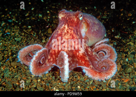 Curled Octopus - Eledone cirrhosa Stock Photo - Alamy
