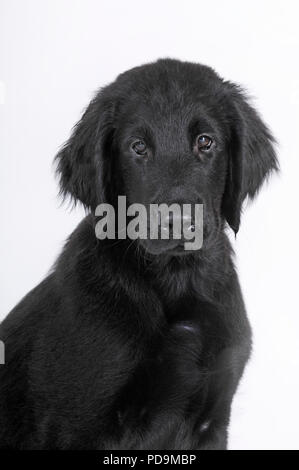 Flat Coated Retriever Puppy Stock Photo - Alamy
