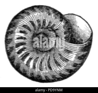 Anguispira alternata shell 2 Stock Photo - Alamy