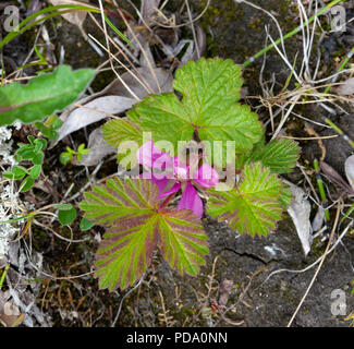 Arctic raspberry (Rubus arcticus) in flower, Padjelanta National Park ...