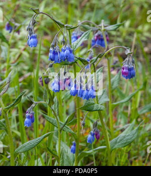 Tall Bluebell (Mertensia paniculata Stock Photo - Alamy