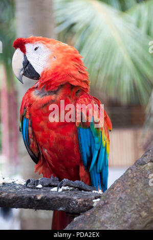 White Scarlet Macaw bird in the zoo Stock Photo: 221857323 - Alamy