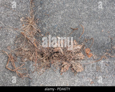 Dead brown weeds killed with weedkiller (such as Roundup) beside an ...