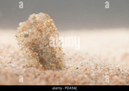 Hood casemaker larvae (Molanna Stock Photo - Alamy