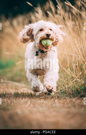 Oscar the Cockapoo Stock Photo - Alamy