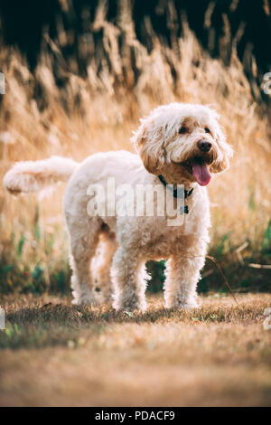 Oscar the Cockapoo Stock Photo - Alamy