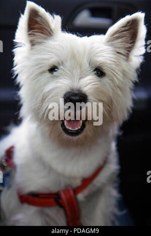 West Highland White Terrier Portrait Stock Photo - Alamy