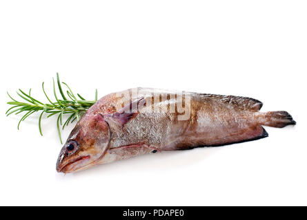 Forkbeard fish in front of white background Stock Photo - Alamy