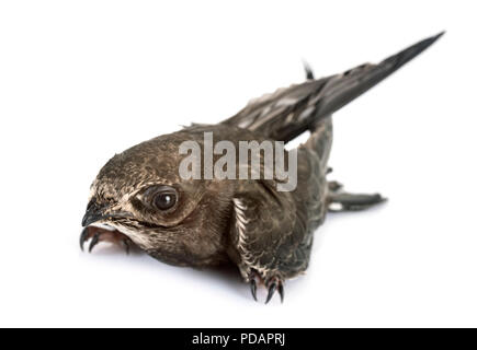 Common swift in front of white background Stock Photo - Alamy