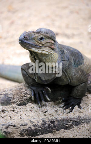 Rhinoceros iguana (Cyclura cornuta) is an endangered species of iguana ...