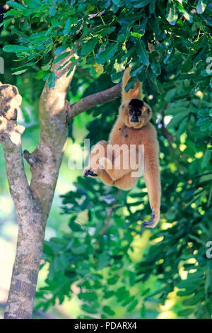 Female Yellow cheeked gibbon (Nomascus gabriellae), a.k. golden-cheeked ...