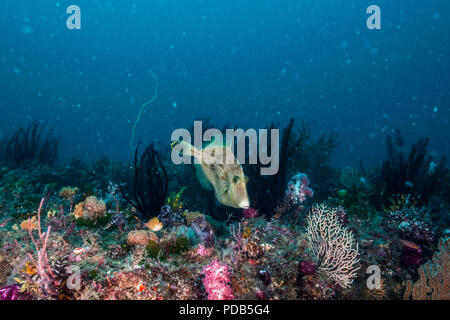 Thread-sail filefish ( Stephanolepis cirrhifer) in Japan Stock Photo ...