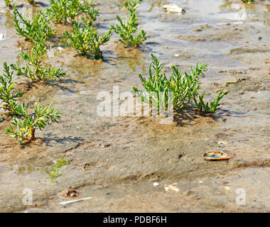 Marsh samphire / Glasswort (Salicornia europaea) on salt marsh turning ...
