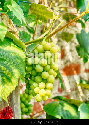 bunches of grapes ripening on the bush Stock Photo - Alamy