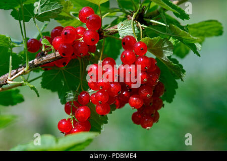 Groseille rouge - Redcurrant - Ribes rubrum Stock Photo - Alamy