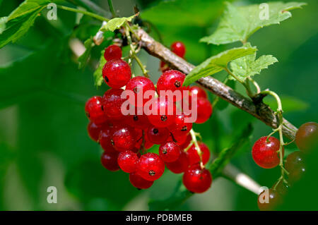 Groseille rouge - Redcurrant - Ribes rubrum Stock Photo - Alamy