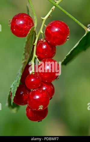 Groseille rouge - Redcurrant - Ribes rubrum Stock Photo - Alamy