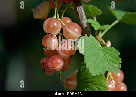 Groseille blanche - White Currant - Ribes rubrum Stock Photo - Alamy