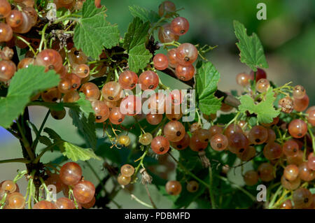 Groseille blanche - White Currant - Ribes rubrum Stock Photo - Alamy