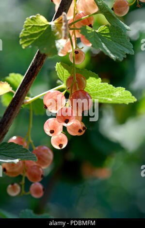 Groseille blanche - White Currant - Ribes rubrum Stock Photo - Alamy