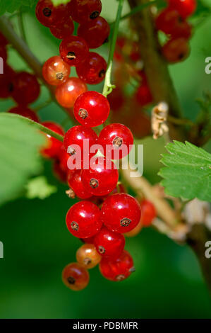 Groseille rouge - Redcurrant - Ribes rubrum Stock Photo - Alamy
