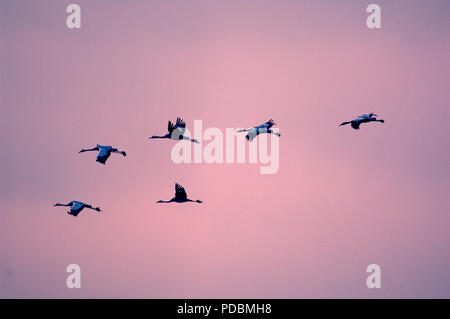 Grues cendrées - vol - coucher de soleil - Cranes - flight - sunset ...