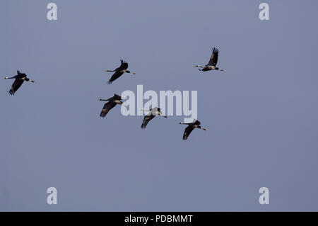 Grues cendrées - vol - Cranes - flight - Megalornis grus Stock Photo ...