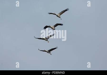 Grues cendrées - vol - Cranes - flight - Megalornis grus Stock Photo ...