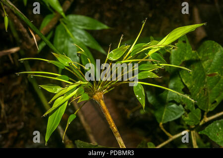 Rain drops on a green leafs Stock Photo - Alamy