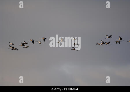 Grues cendrées - vol - Cranes - flight - Megalornis grus Stock Photo ...