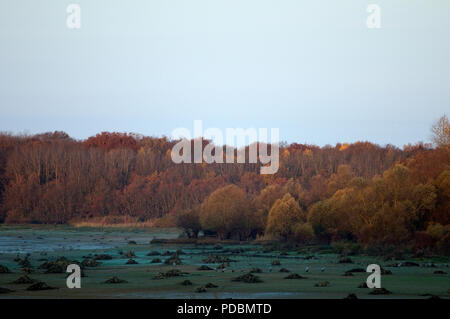 Grue cendree - Common Crane - Megalornis grus Stock Photo - Alamy