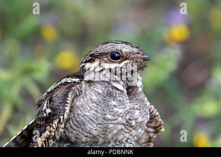 European Nightjar (Caprimulgus europaeus). Moscow region, Russia Stock ...